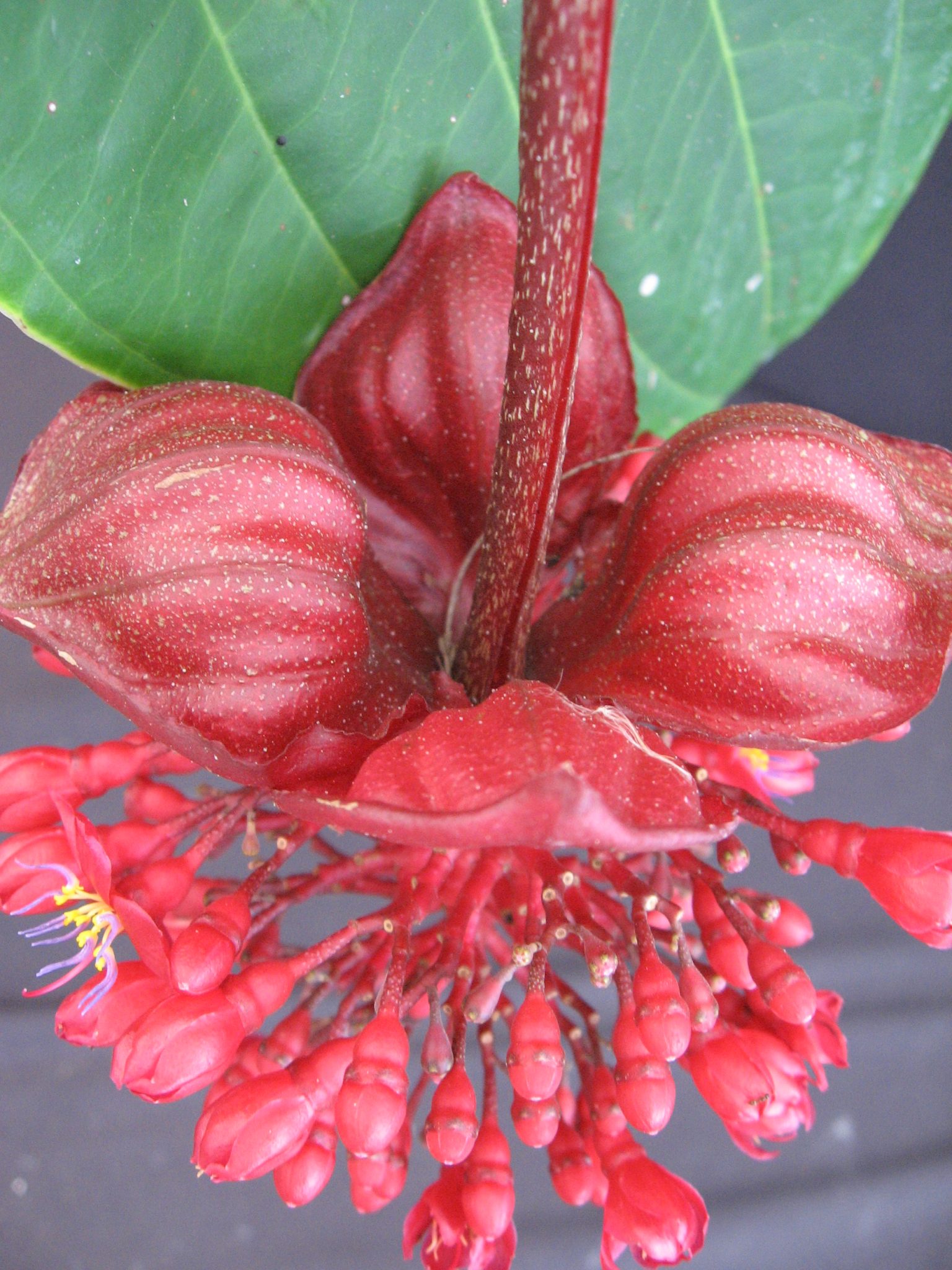 Medinilla miniata – Crimson Medinilla (on request only) – Gardino Nursery
