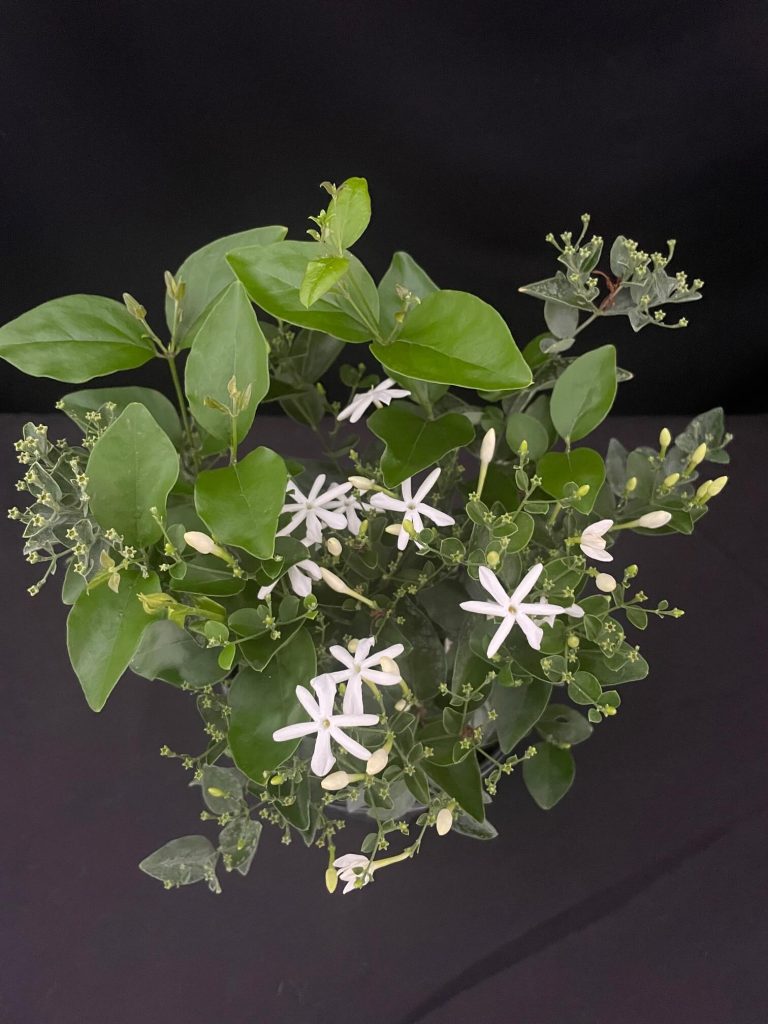 Jasminum molle – Indian Jui Jasmine (6″ pot) – Gardino Nursery