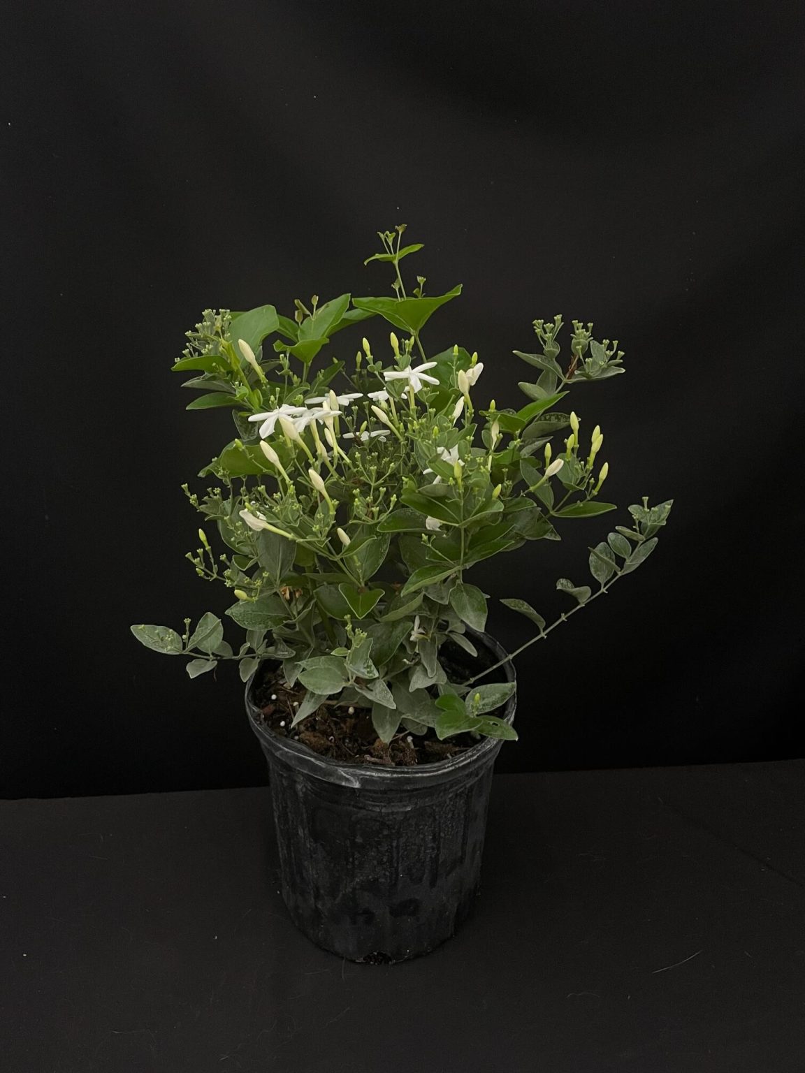 Jasminum molle – Indian Jui Jasmine (6″ pot) – Gardino Nursery