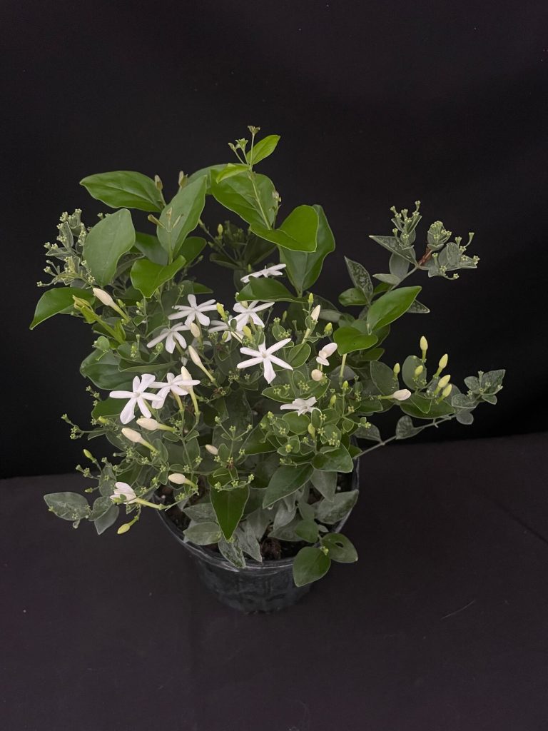 Jasminum molle – Indian Jui Jasmine (6″ pot) – Gardino Nursery