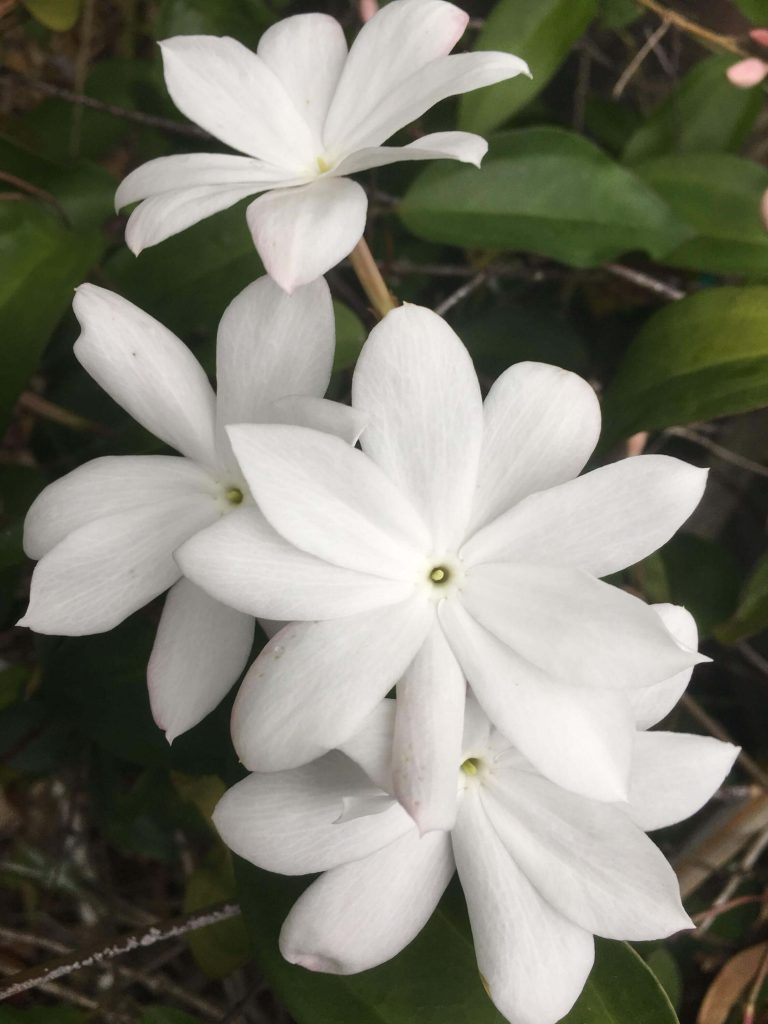 Jasminum rex – Royal Jasmine (check back fall 2025) – Gardino Nursery