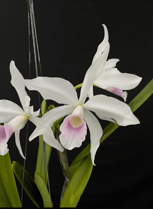 Laelia purpurata ‘Delicata’ – Gardino Nursery