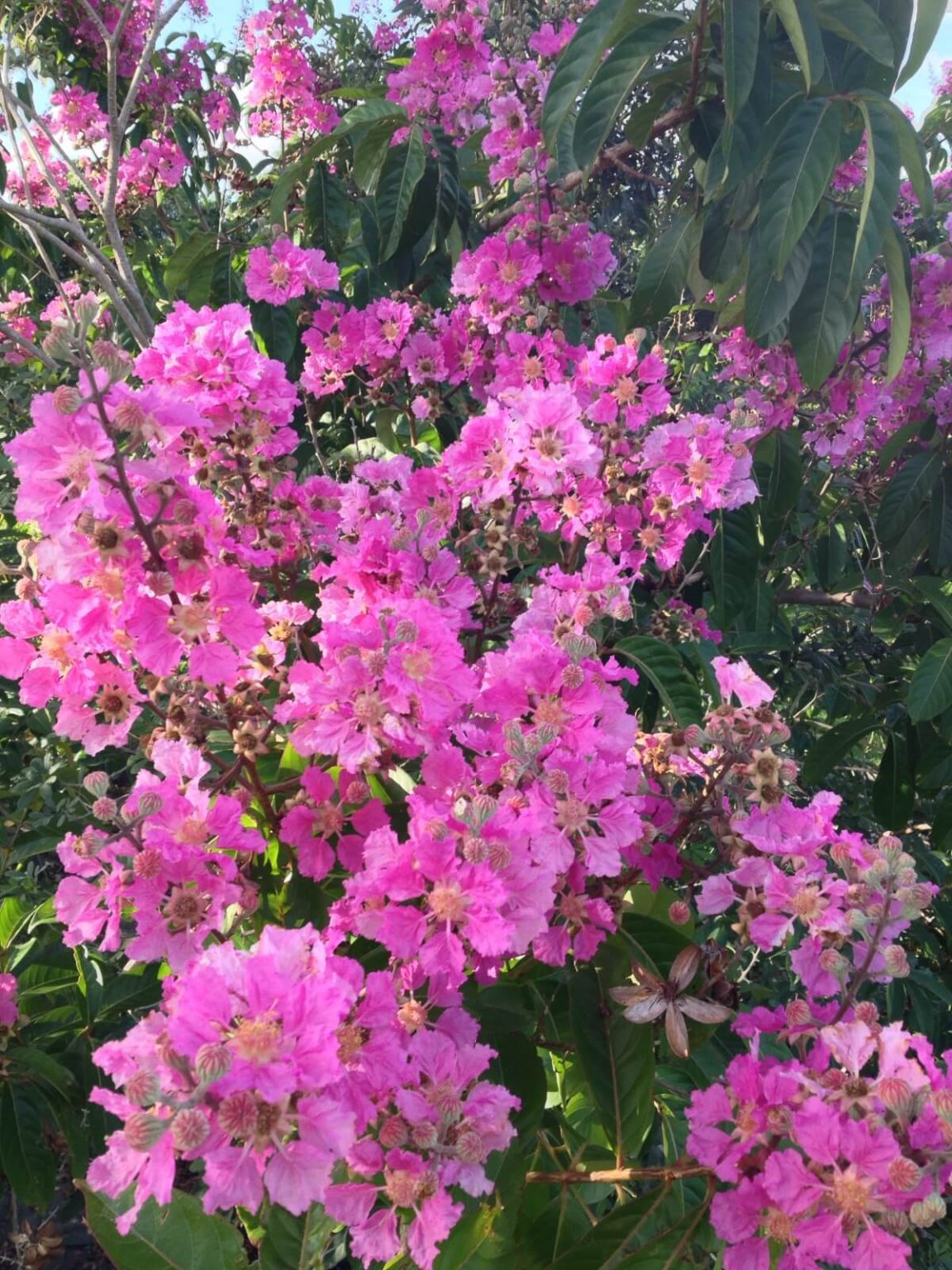 Lagerstroemia speciosa – Queen Crape Myrtle – ‘Pink Princess’ (on ...