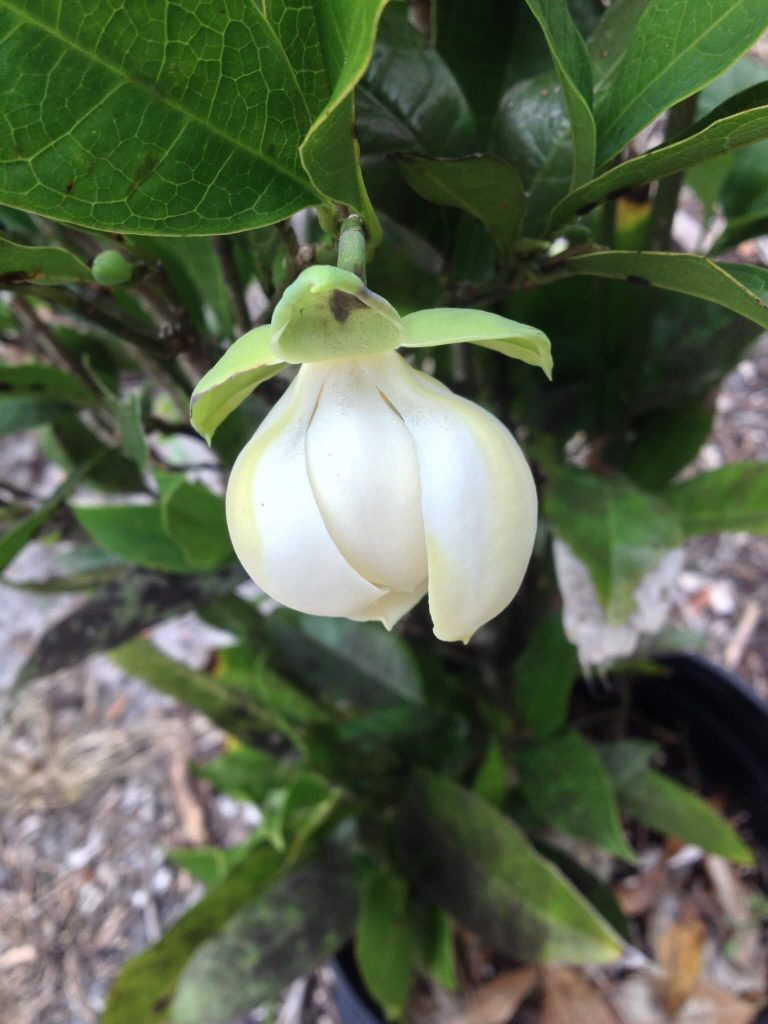 Magnolia (Michelia) coco – Coconut Magnolia – Gardino Nursery