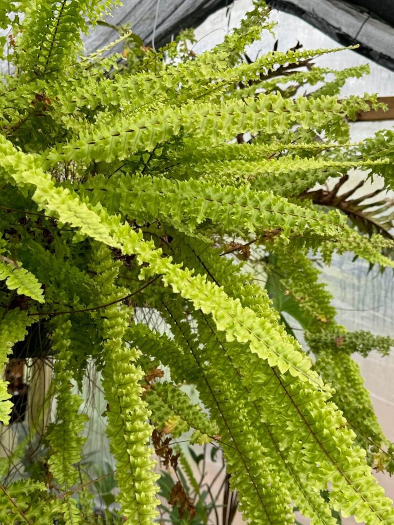 Nephrolepis exaltata ‘Hillii’ – Boston Fern – Sword Fern (Email for ...