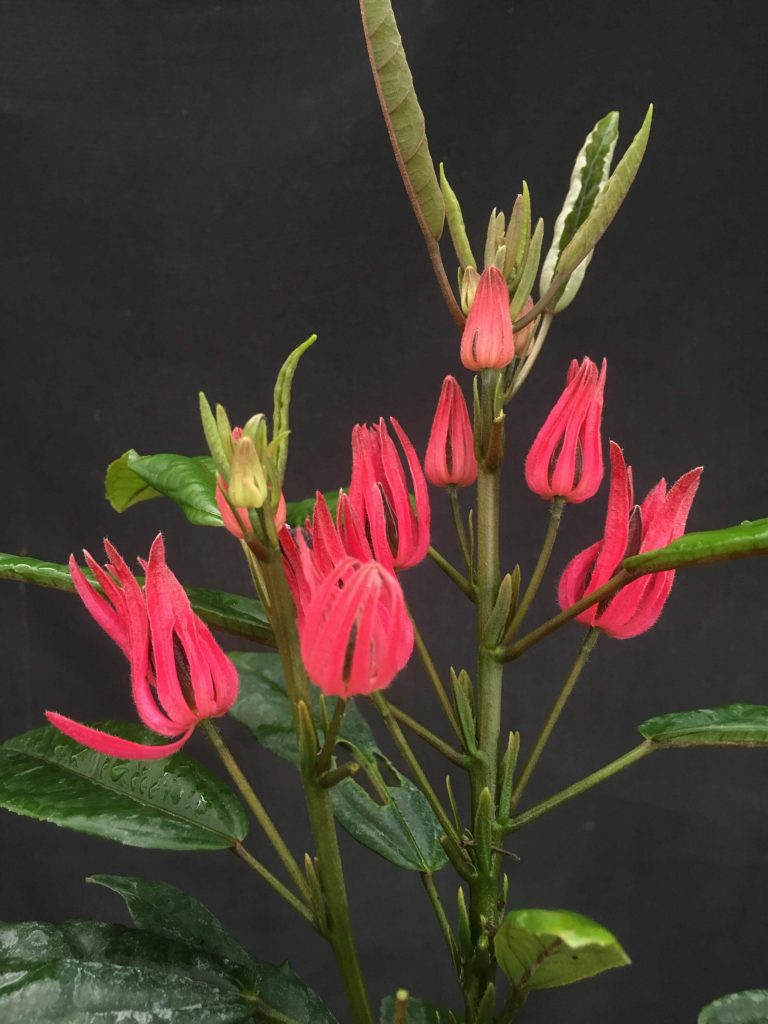 Pavonia multiflora – Brazilian Candles (4″ pot) – Gardino Nursery