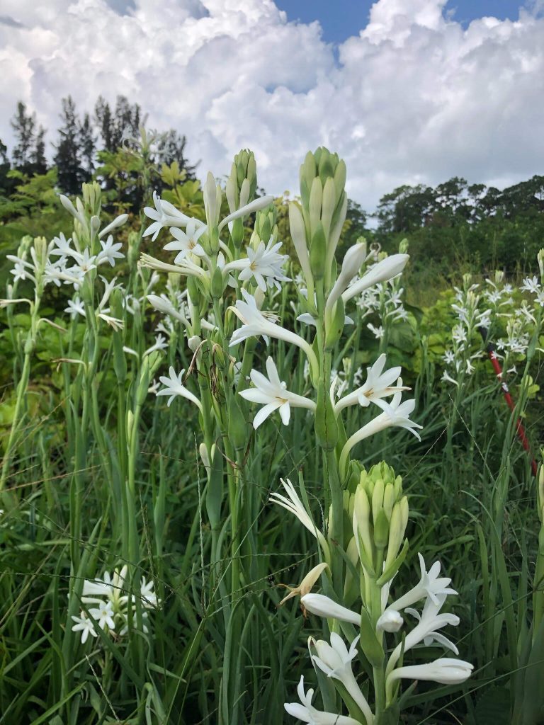 Polianthes tuberosa ‘Single Flower’ – Tuberose (bare-root bulb ...