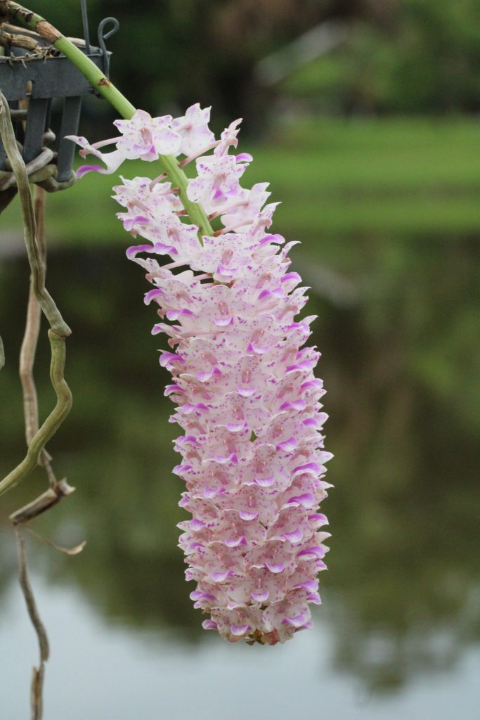 Rhynchostylis retusa ‘Tee x Jairak’ – Foxtail Orchid (4″ HB) (old roots ...