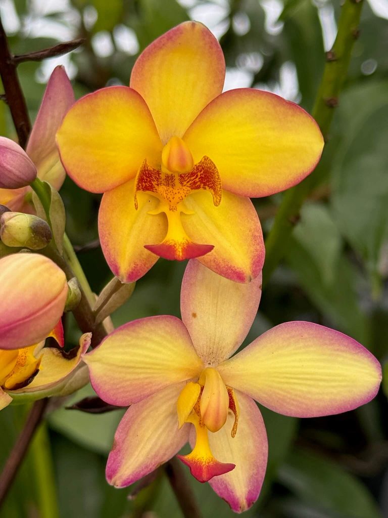 Spathoglottis ‘Mellow Yellow’ – Ground Orchid (4″ pot) – Gardino Nursery
