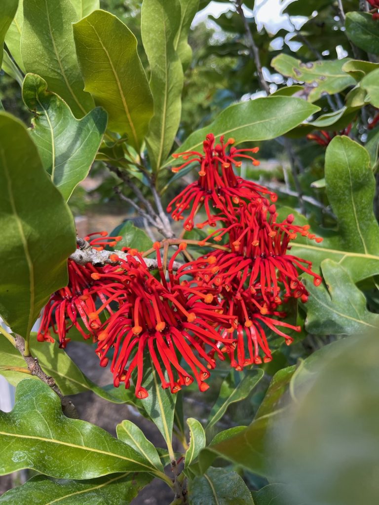 Stenocarpus sinuatus – Firewheel Tree (4″ pot) – Gardino Nursery