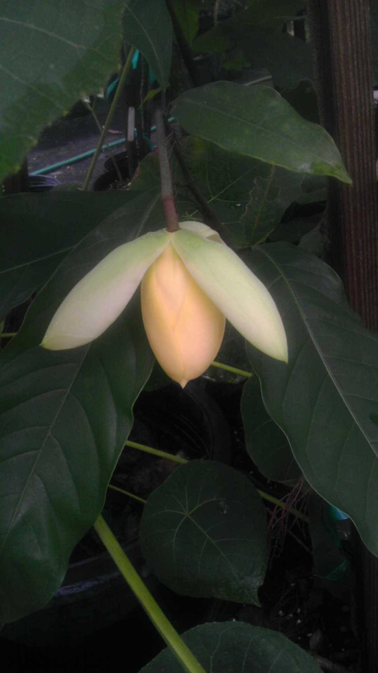 Talauma candollei- Egg Magnolia – Magnolita – Gardino Nursery