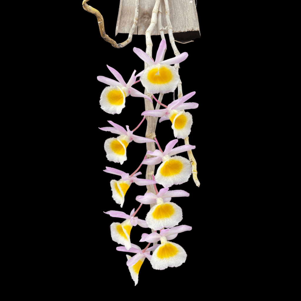 Dendrobium polyanthum (mounted/blooming size) – Gardino Nursery