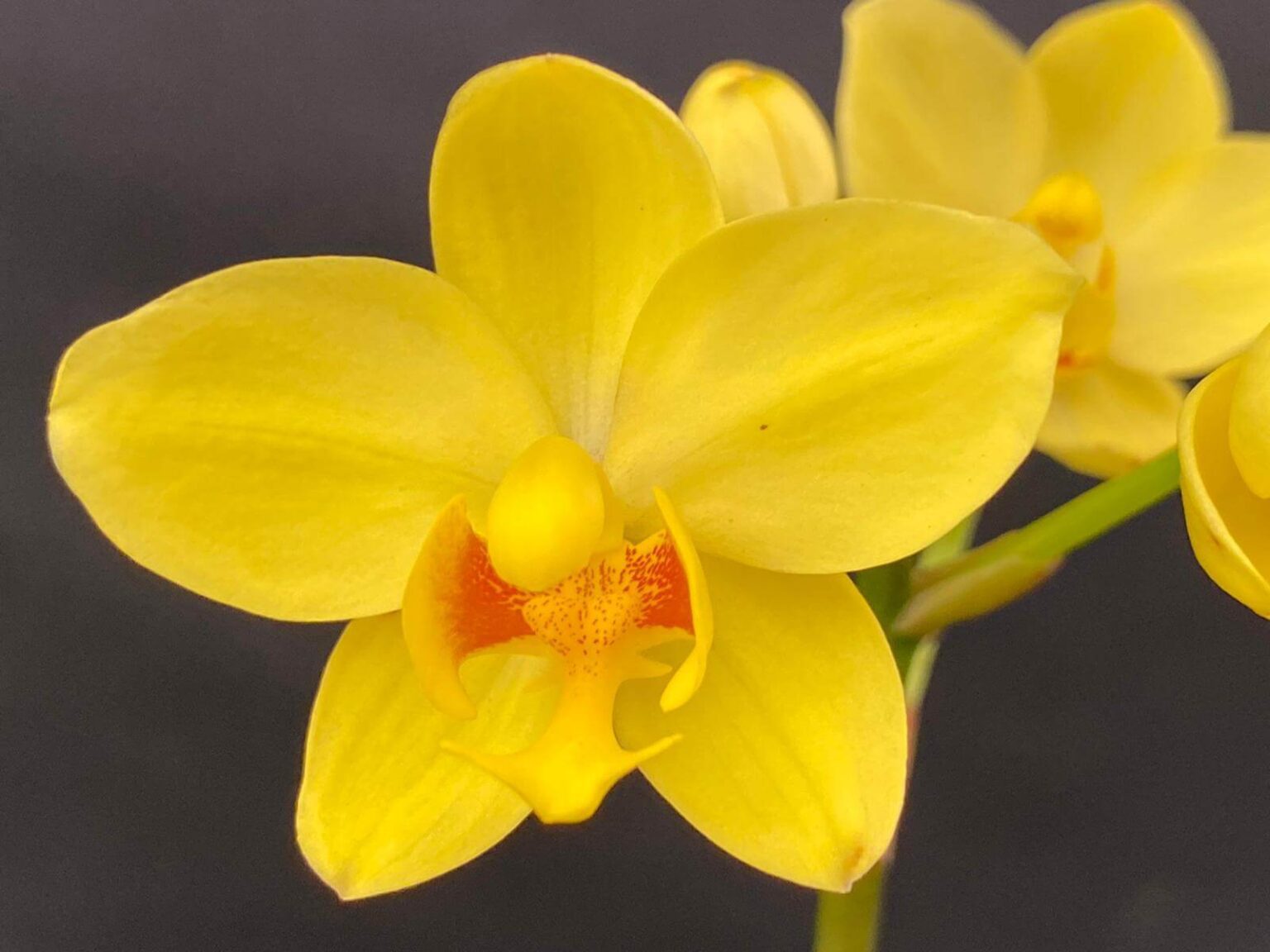 Spathoglottis gracilis – Yellow Ground Orchid (6″ pot) – Gardino Nursery
