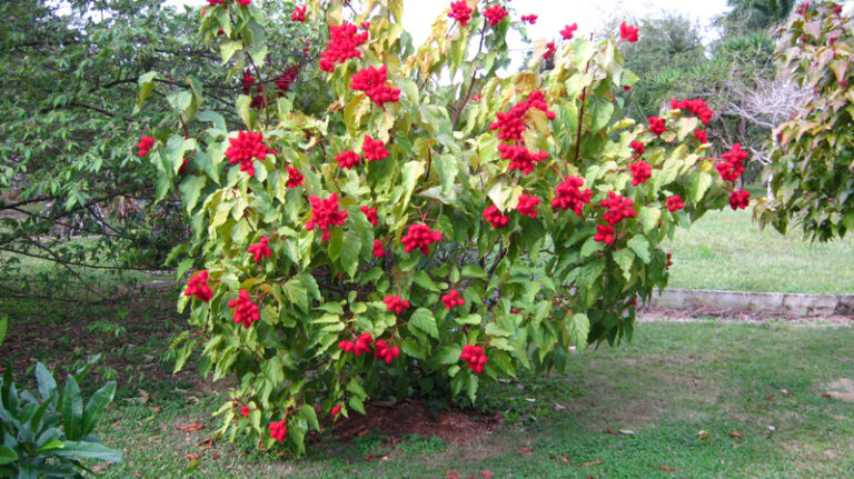 Bixa orellana – Lipstick Tree – Annatto – Achiote (6″ pot) – Gardino ...