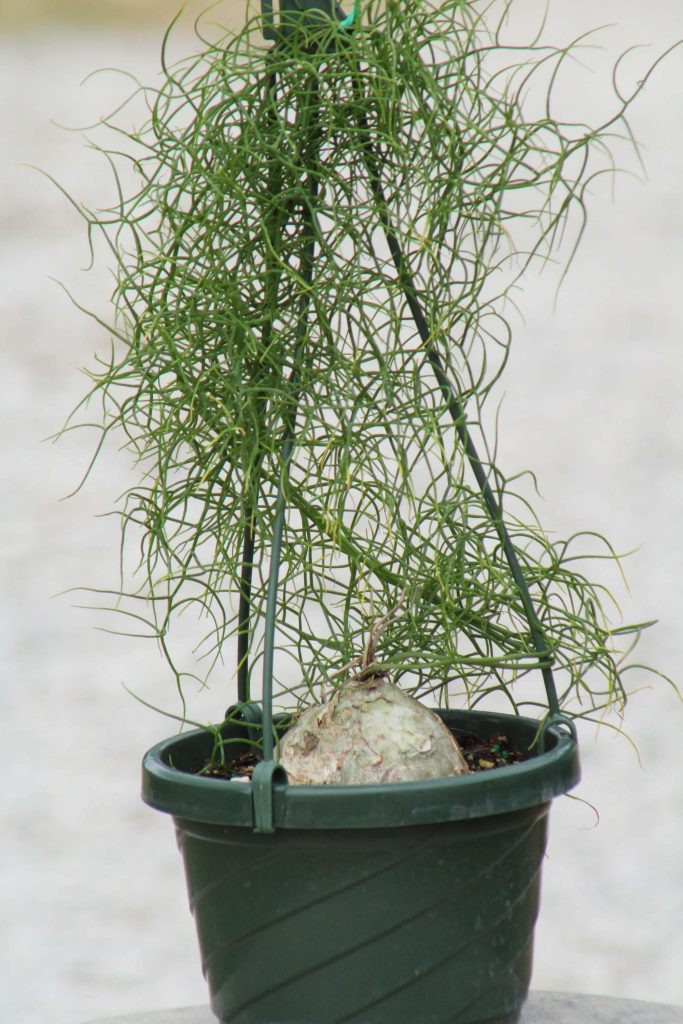 Bowiea volubilis – Climbing Onion (4″ pot) – Gardino Nursery