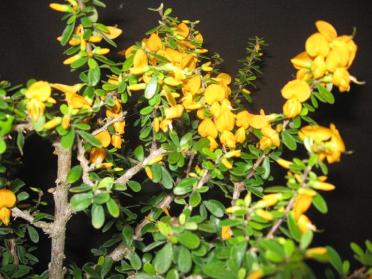 Brya ebenus – Jamaican Rain Tree (4″ pot) – Gardino Nursery