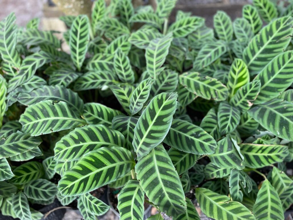Calathea zebrina – Zebra Plant (6″ pot) – Gardino Nursery