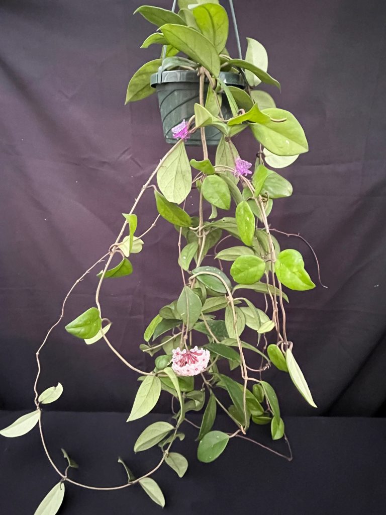 Hoya ‘Logan’ (SMS) (5″ pot) – Gardino Nursery