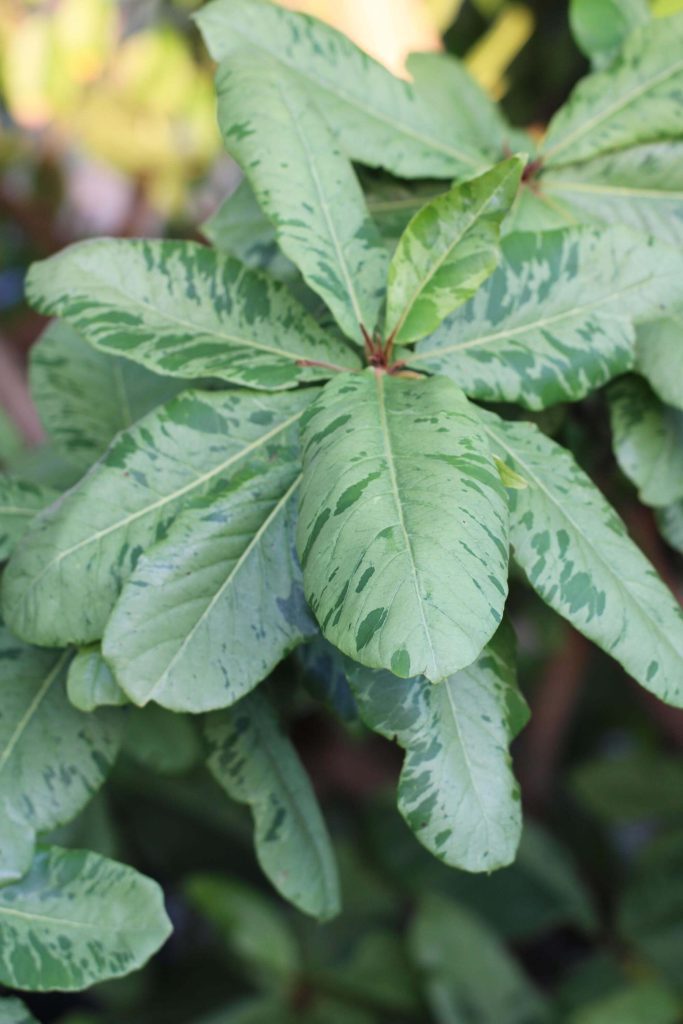 Terminalia catappa ‘Variegated’ – Variegated Tropical Almond (6″ Pot ...