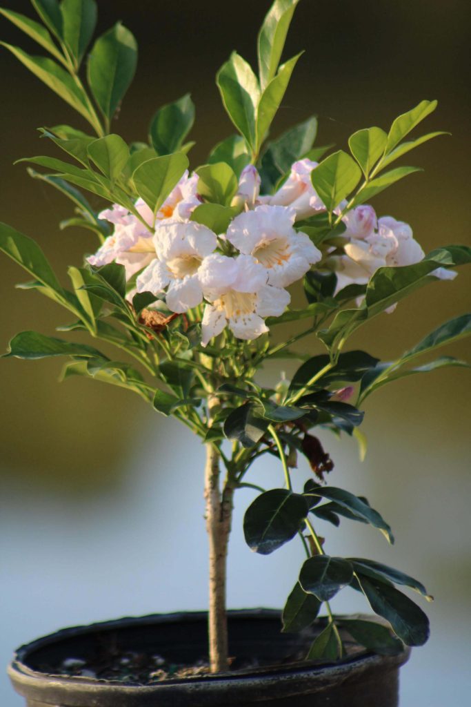 Radermachera kunming – Dwarf Tree Jasmine (6″ pot) – Gardino Nursery