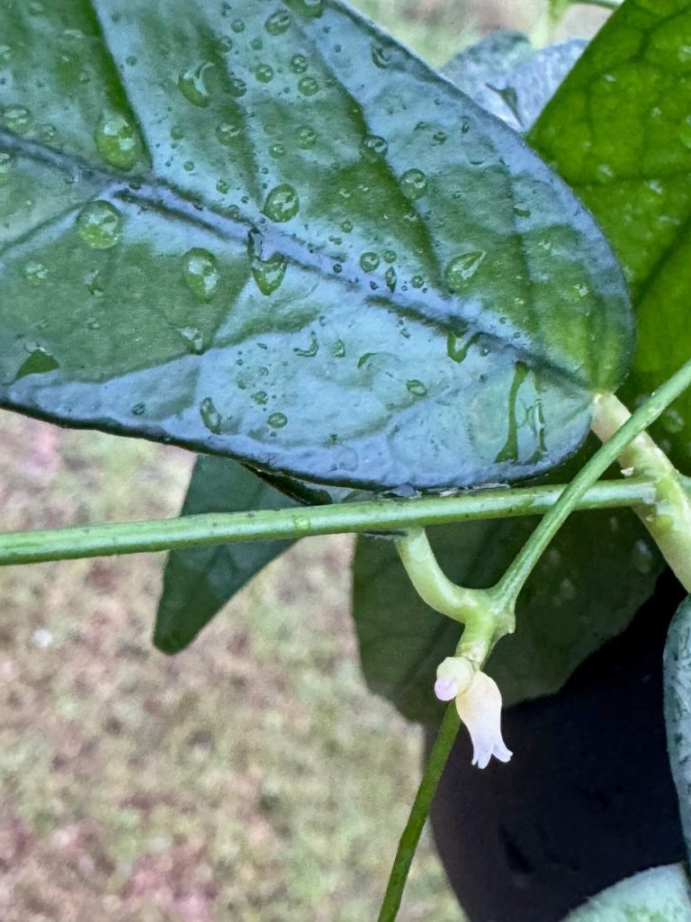 Dischidia acutifolia (3″ pot) – Gardino Nursery