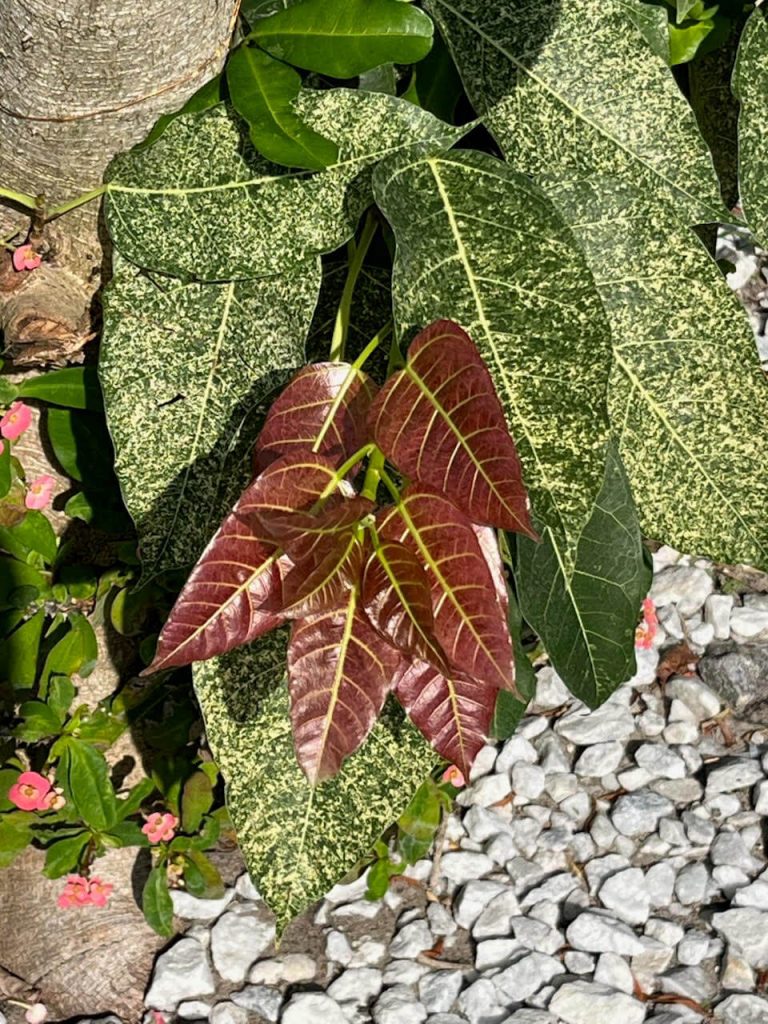 Ficus ingens ‘Variegata’ (4″ pot) – Gardino Nursery