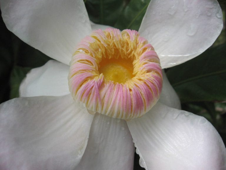 Gustavia augusta – Heaven Lotus (4″ pot/cutting grown) – Gardino Nursery