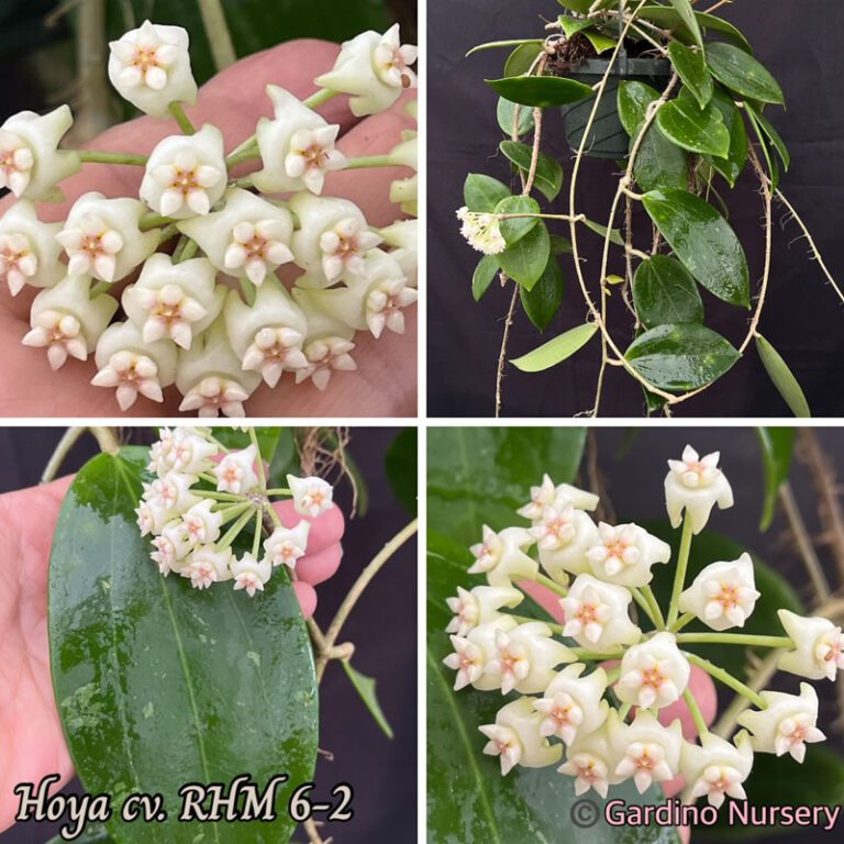 Hoyas – Gardino Nursery