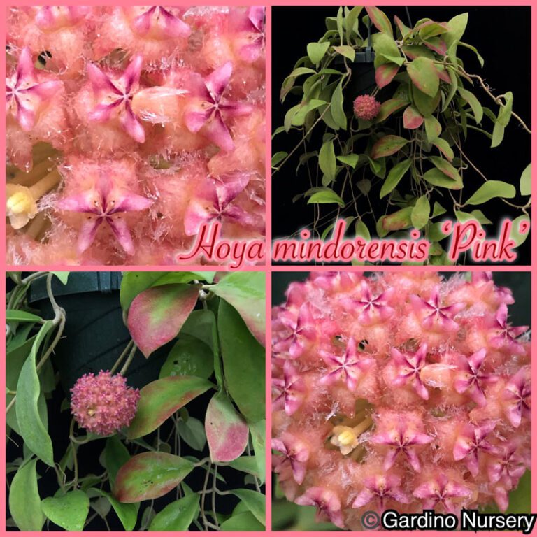 Hoya mindorensis (Pink & Yellow) (4″ pot) – Gardino Nursery