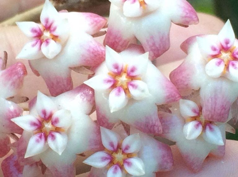Hoya rigida EPC-605 (5″ pot) (check back later) – Gardino Nursery