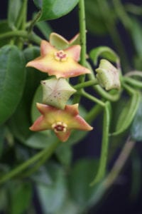 Hoya ‘Ruthie’ (4″ pot) – Gardino Nursery