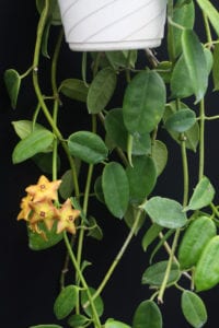 Hoya ‘Ruthie’ (4″ pot) – Gardino Nursery