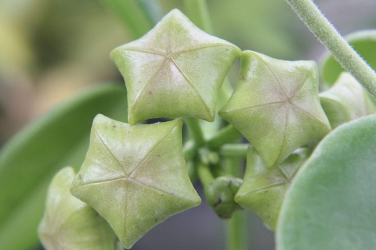 Hoya ‘Ruthie’ (4″ pot) – Gardino Nursery