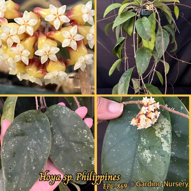Hoyas – Gardino Nursery