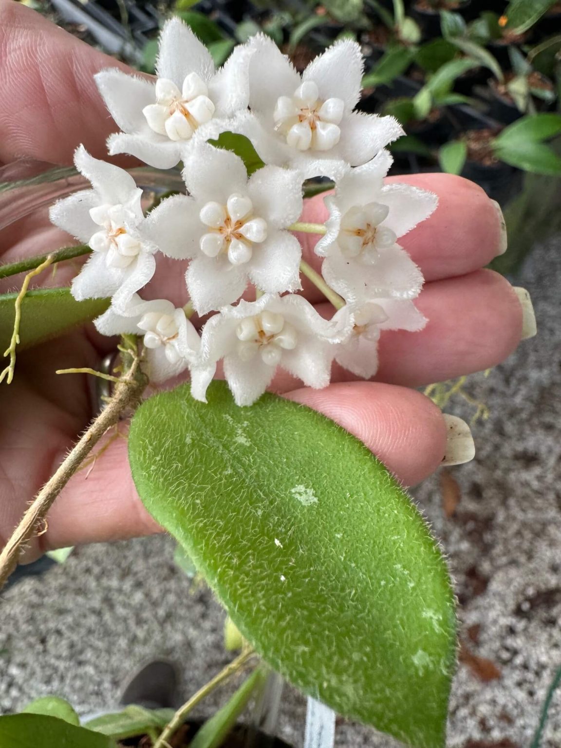 Hoya thomsonii (white flowers) (3″ pot) – Gardino Nursery