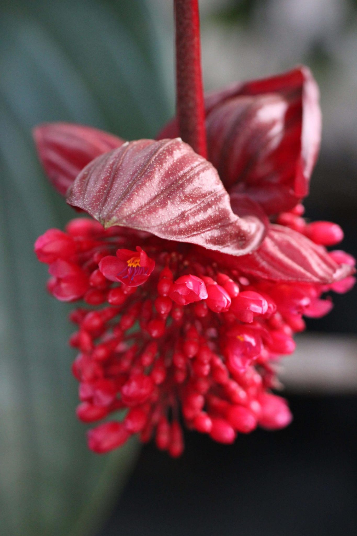 Medinilla miniata – Crimson Medinilla (on request only) – Gardino Nursery