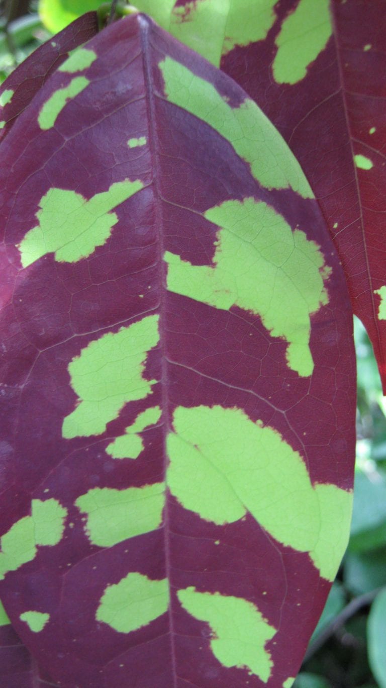 Browneopsis ucayalina – Maroon Handkerchief – Gardino Nursery