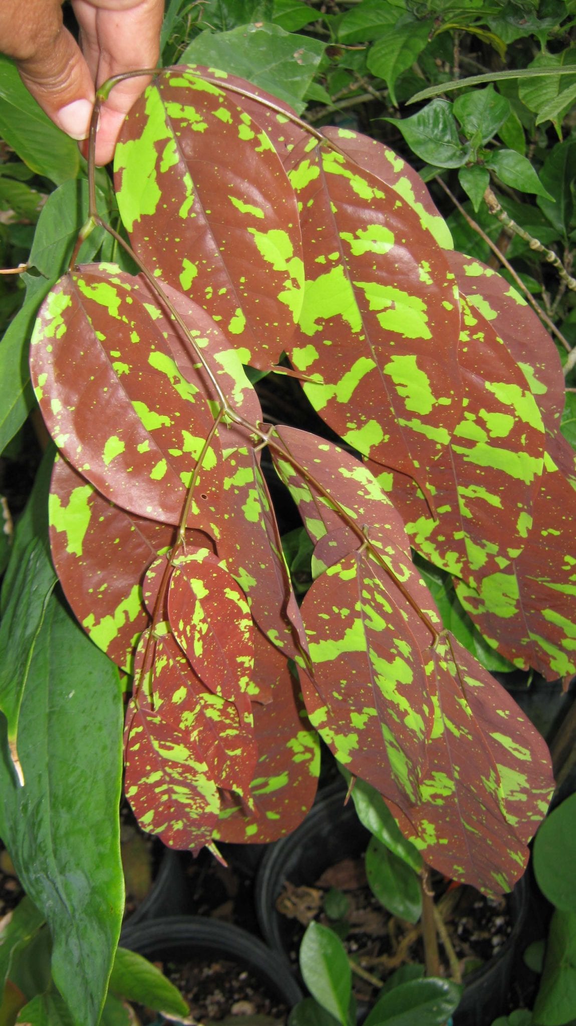 Browneopsis ucayalina – Maroon Handkerchief – Gardino Nursery