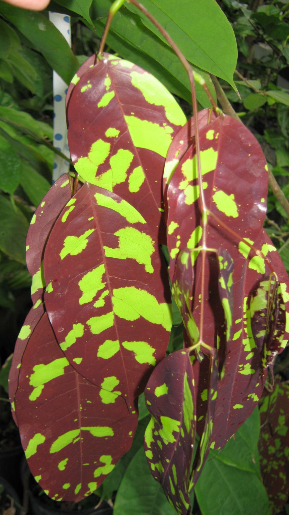 Browneopsis ucayalina – Maroon Handkerchief – Gardino Nursery