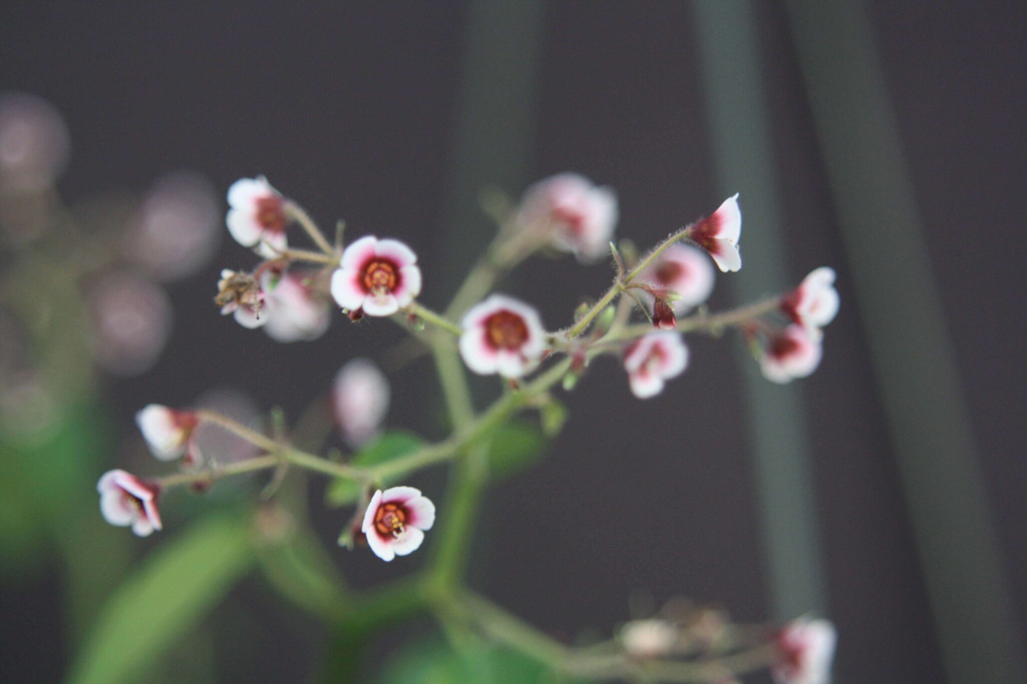Euphorbia guiengola – String Of Stars (4″ hanging basket) (no leaves in ...