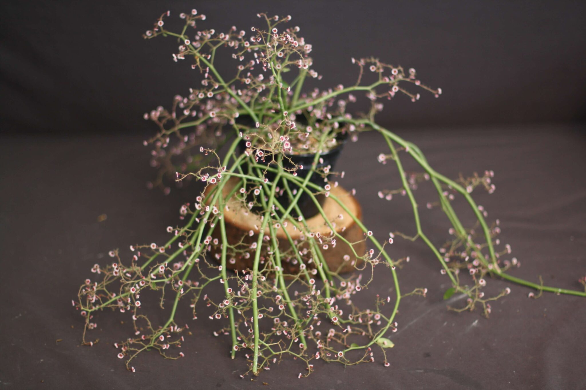 Euphorbia guiengola – String Of Stars (4″ hanging basket) (no leaves in ...