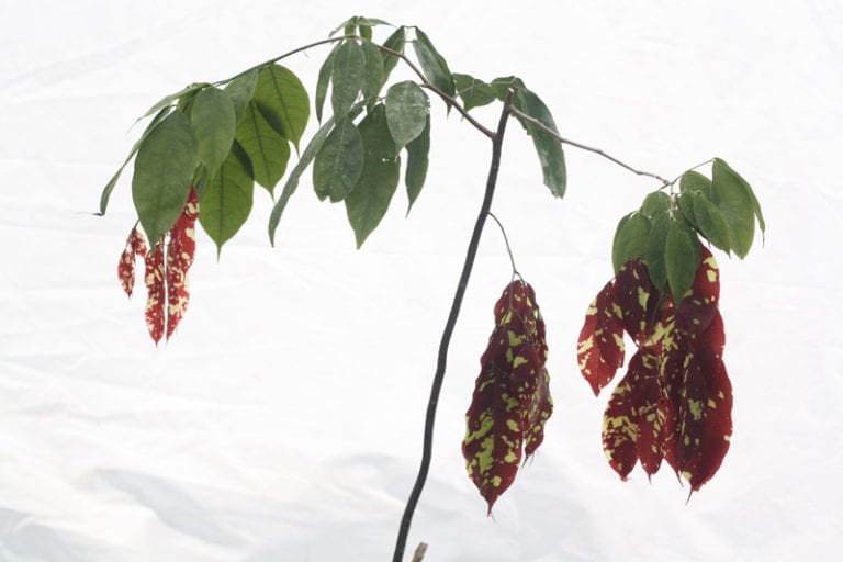 Browneopsis ucayalina – Maroon Handkerchief – Gardino Nursery