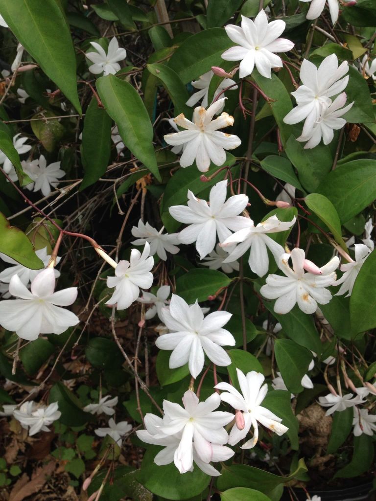 Jasminum rex – Royal Jasmine (check back fall 2025) – Gardino Nursery