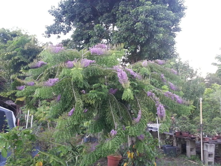Lonchocarpus violaceus – Lilac Tree (4″ pot) – Gardino Nursery