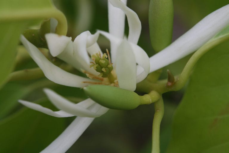 Magnolia (Michelia) x alba – White champaca (6″ pot graft) – Gardino ...