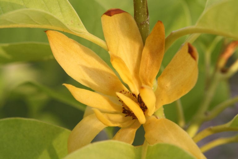 Magnolia / Michelia champaca – Joy Perfume Tree (4″ pot) – Gardino Nursery