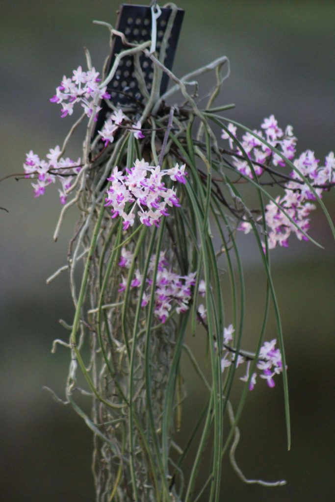 Seidenfadenia mitrata (mounted) – Gardino Nursery