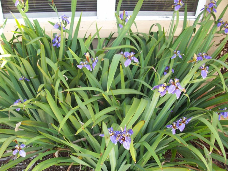 Neomarica caerulea ‘Regina’ – Giant Apostle’s Iris (4″ pot) – Gardino ...