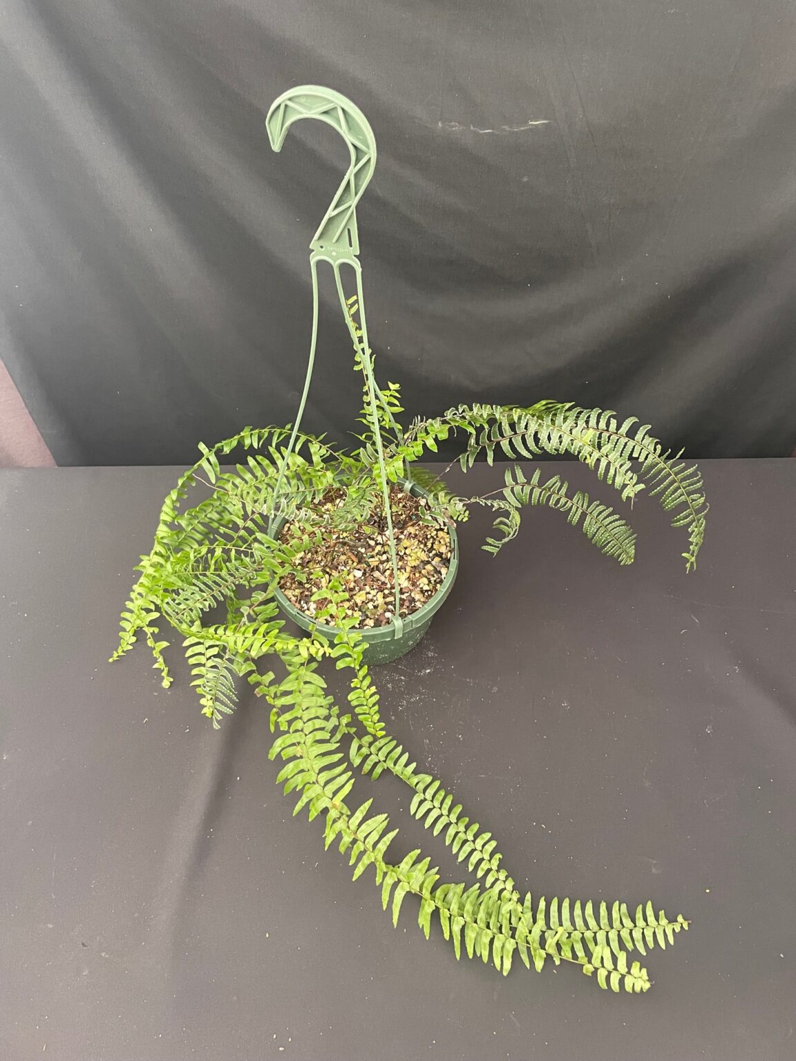 Nephrolepis acutifolia – Sword Fern – Ladder Fern (4″ pot) – Gardino ...