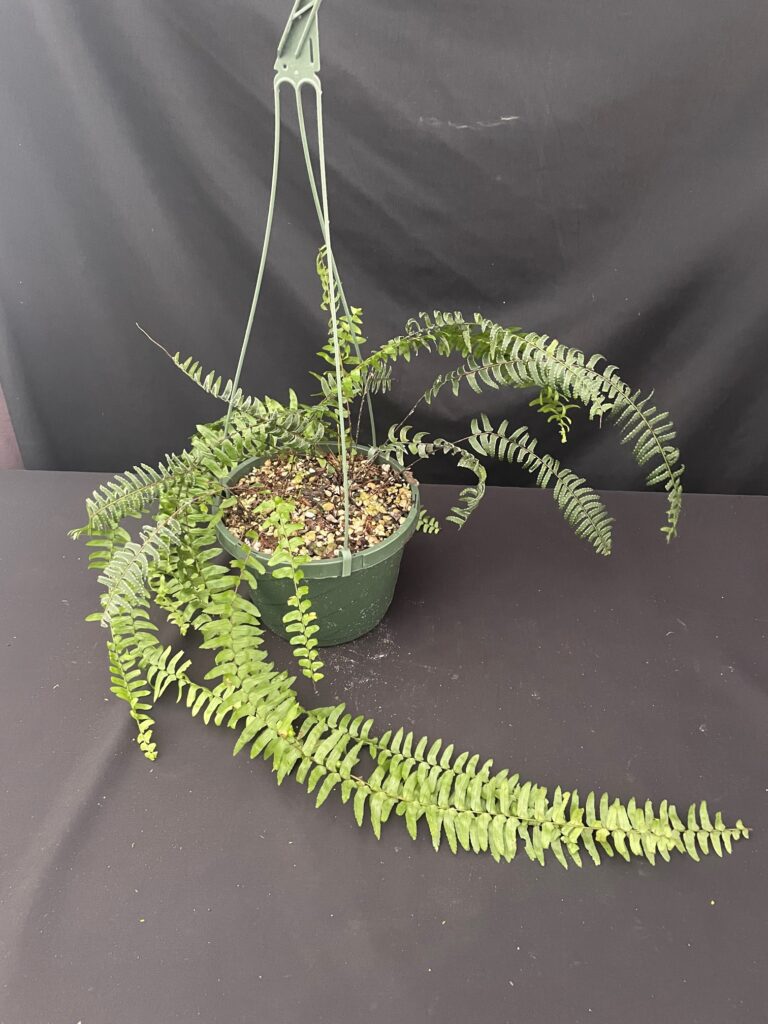 Nephrolepis acutifolia – Sword Fern – Ladder Fern (4″ pot) – Gardino ...